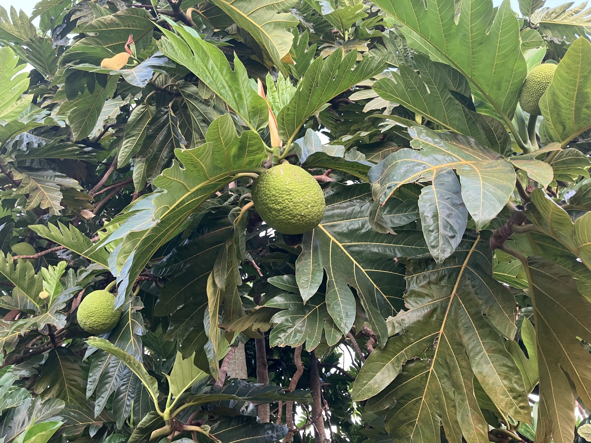Growing Breadfruit - UF/IFAS Extension Hillsborough County