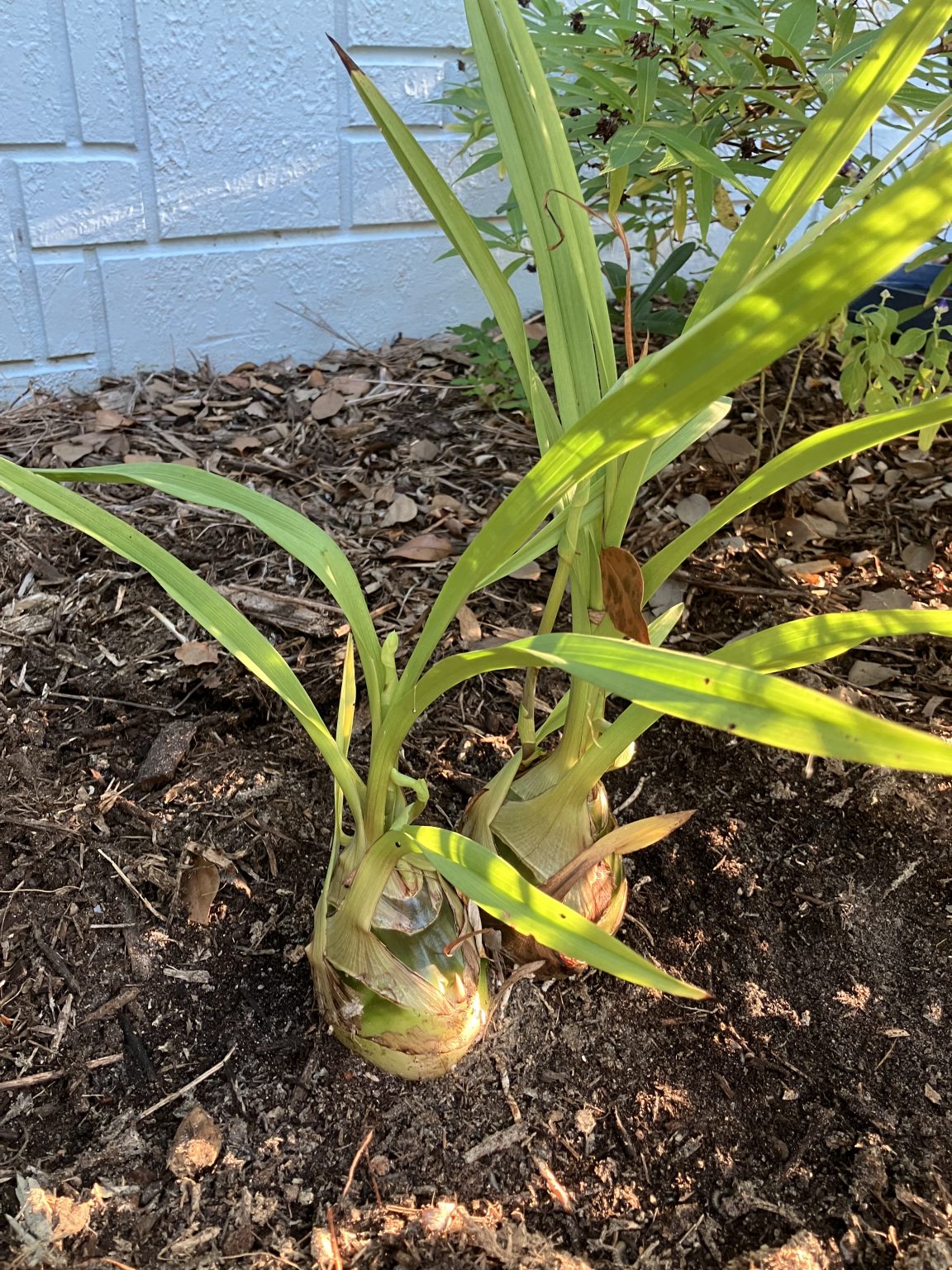 Chinese Crown Orchid - An Invasive Species you Need to Know - UF/IFAS ...