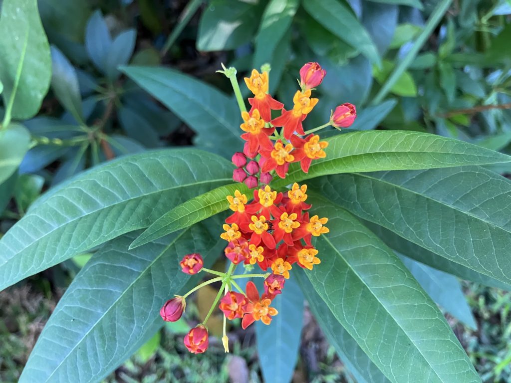Plant Status Change - Tropical Milkweed is Now Listed as a Category II ...