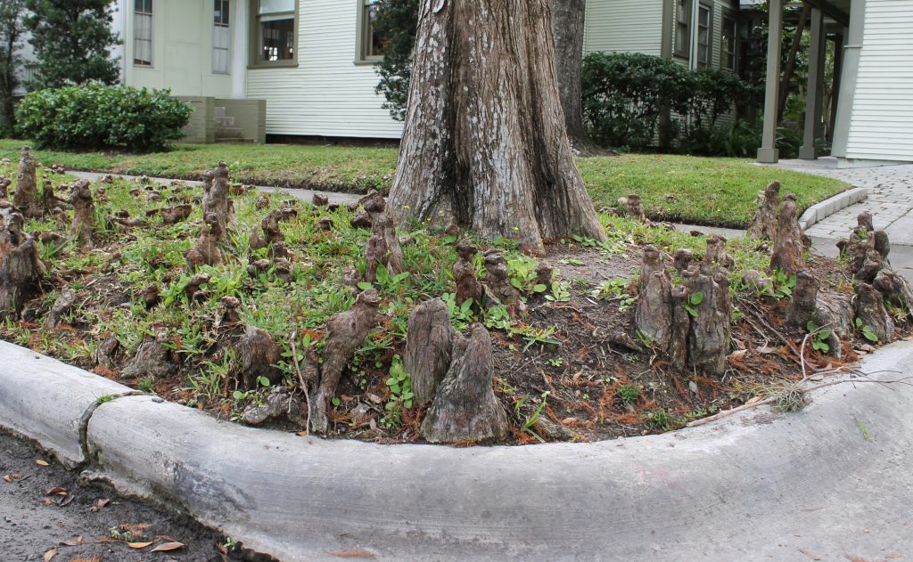 The Dirt on Deep Planting - How Bad is it Really? (Show Us the Data! 8 ...