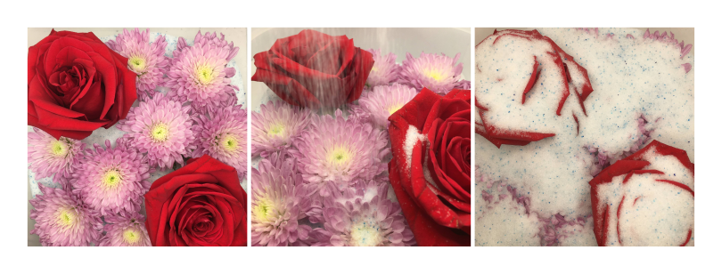 Preserving Leaves and Flowers for Crafts - Horticultural Sciences ...