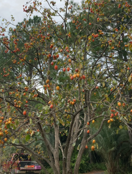 Persimmons: A Florida Fruit Treasure - Horticultural Sciences Department