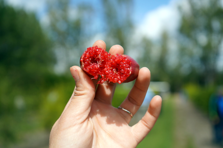 Finger Limes: An HLB-Tolerant Prospect for Florida Growers ...