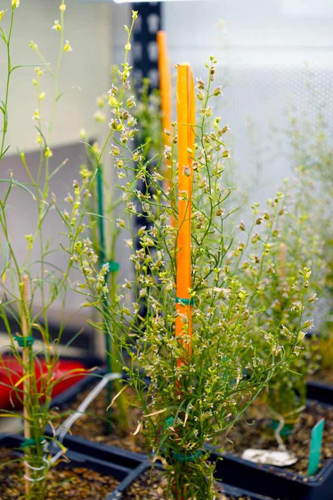 Phytomining: Growing a U.S. Solution to the Nickel Supply Crisis ...