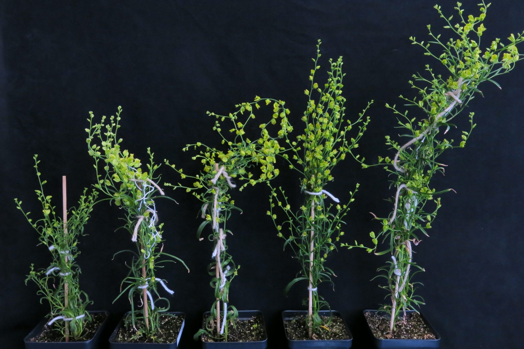 Phytomining: Growing a U.S. Solution to the Nickel Supply Crisis ...