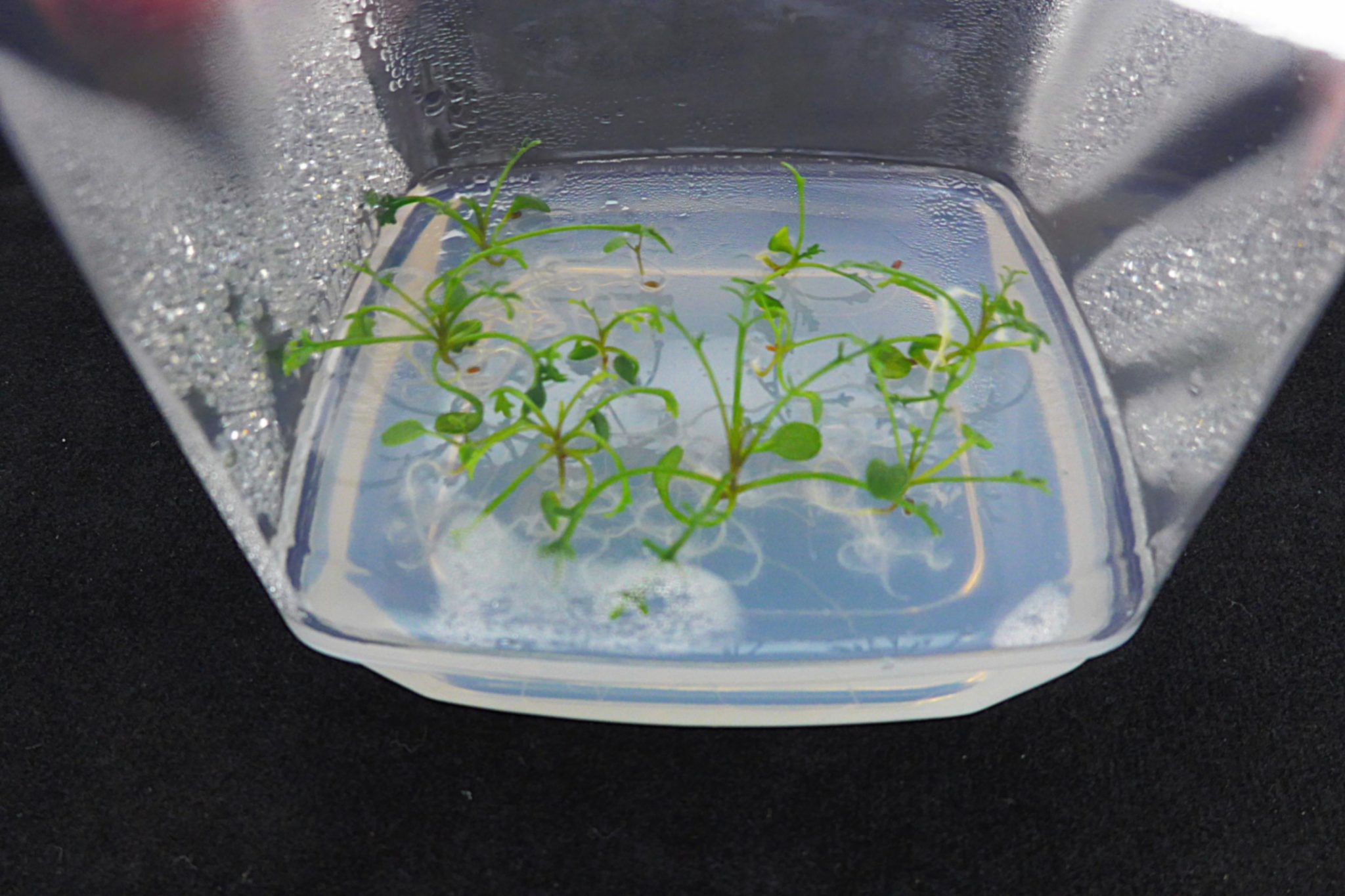 Phytomining: Growing a U.S. Solution to the Nickel Supply Crisis ...