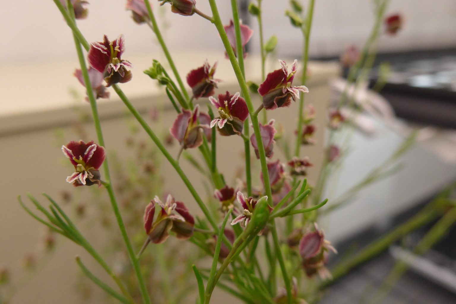 Phytomining: Growing a U.S. Solution to the Nickel Supply Crisis ...