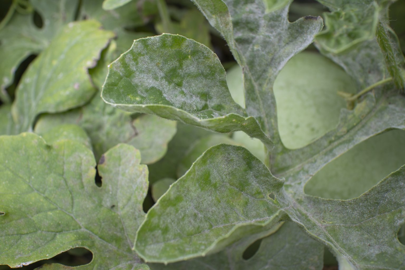 Cucurbits for the Summer Garden - Horticultural Sciences Department