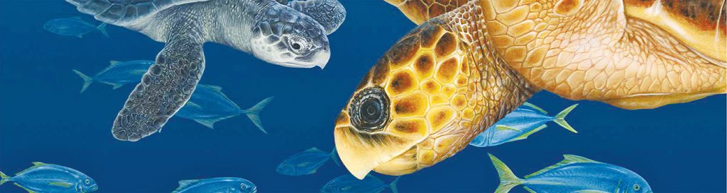 One in a Thousand: Those Amazing Sea Turtles - UF/IFAS Communications