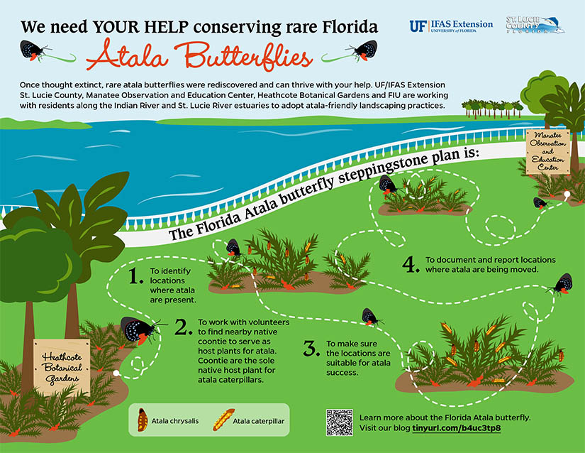Rare Florida Atala Butterfly Steppingstone Infographic - Communications