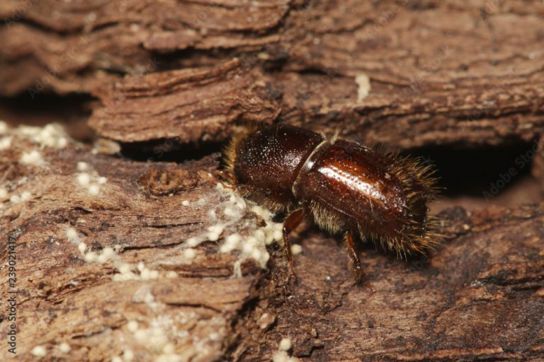 A Fun-filled Journey into The Surprising Lives of Bark Beetles; Mighty ...