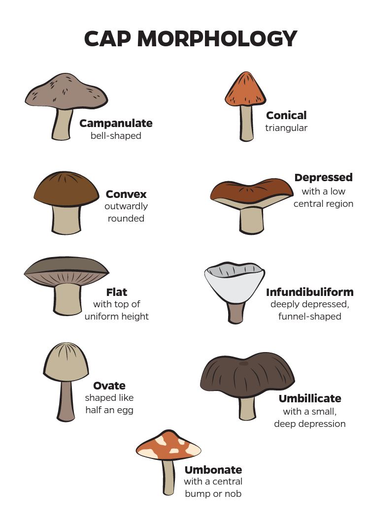 Your Passport to Mushroom Identification: The Mushroom Journal ...