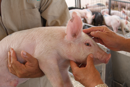 Fair Season Zoonotic Disease Series: Swine - UF/IFAS Extension Indian ...