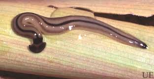 Invasive Alert! Meet the New Guinea Flatworm - UF/IFAS Extension Indian ...