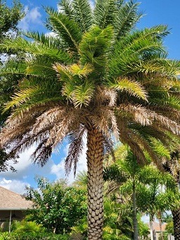 Florida Palm Trees and Pruning - UF/IFAS Extension Indian River County