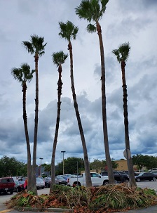 Florida Palm Trees and Pruning - UF/IFAS Extension Indian River County
