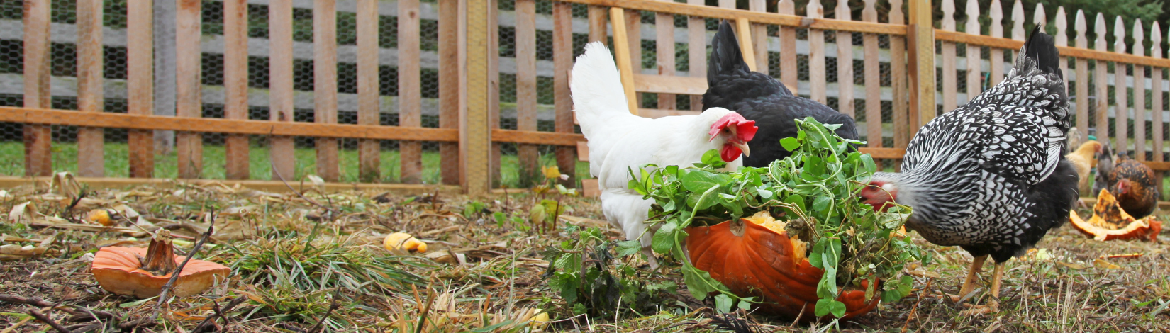 Backyard Chicken Basics - UF/IFAS Extension Indian River County