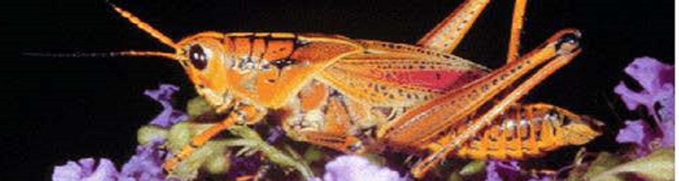 The Eastern Lubber Grasshopper - UF/IFAS Extension Indian River County