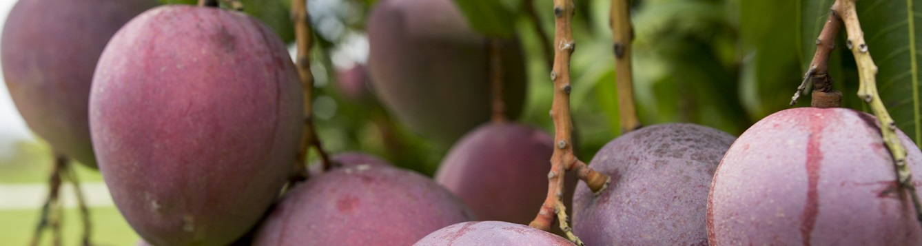 Slicing Mango - UF/IFAS Extension Indian River County