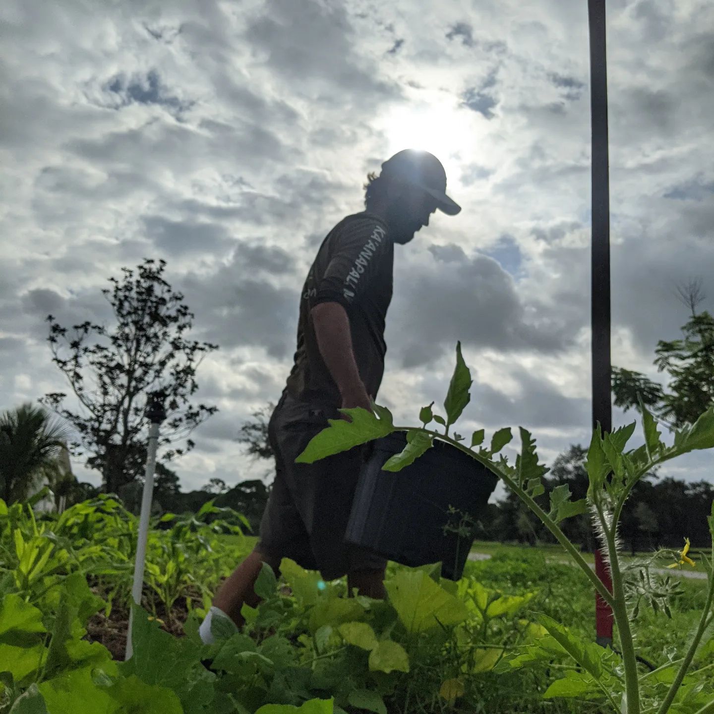 Interview with a Farmer: Pueo Farms - UF/IFAS Extension Indian River County