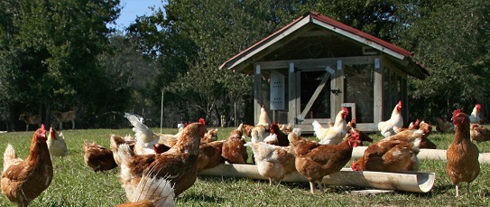 Chicken Keeping and Hurricanes - UF/IFAS Extension Indian River County