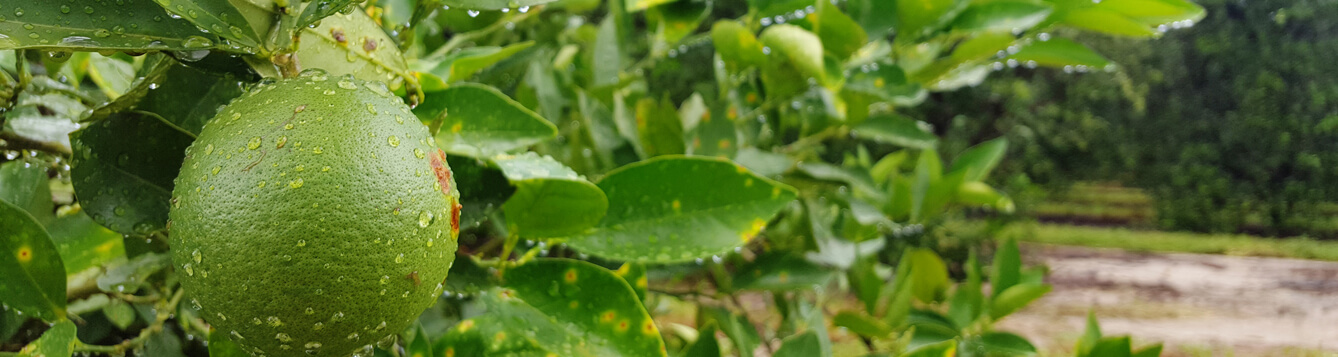 Citrus Horticulture Photography Contests Winners - UF/IFAS Indian River ...