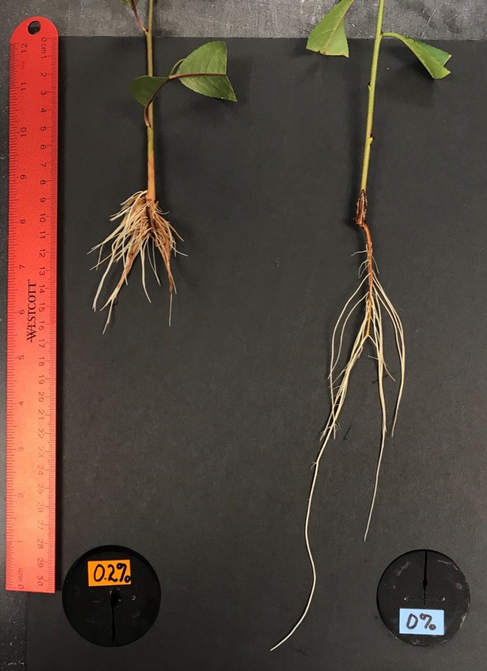 Peach rootstocks for Florida's Sweet Season - UF/IFAS Indian River ...