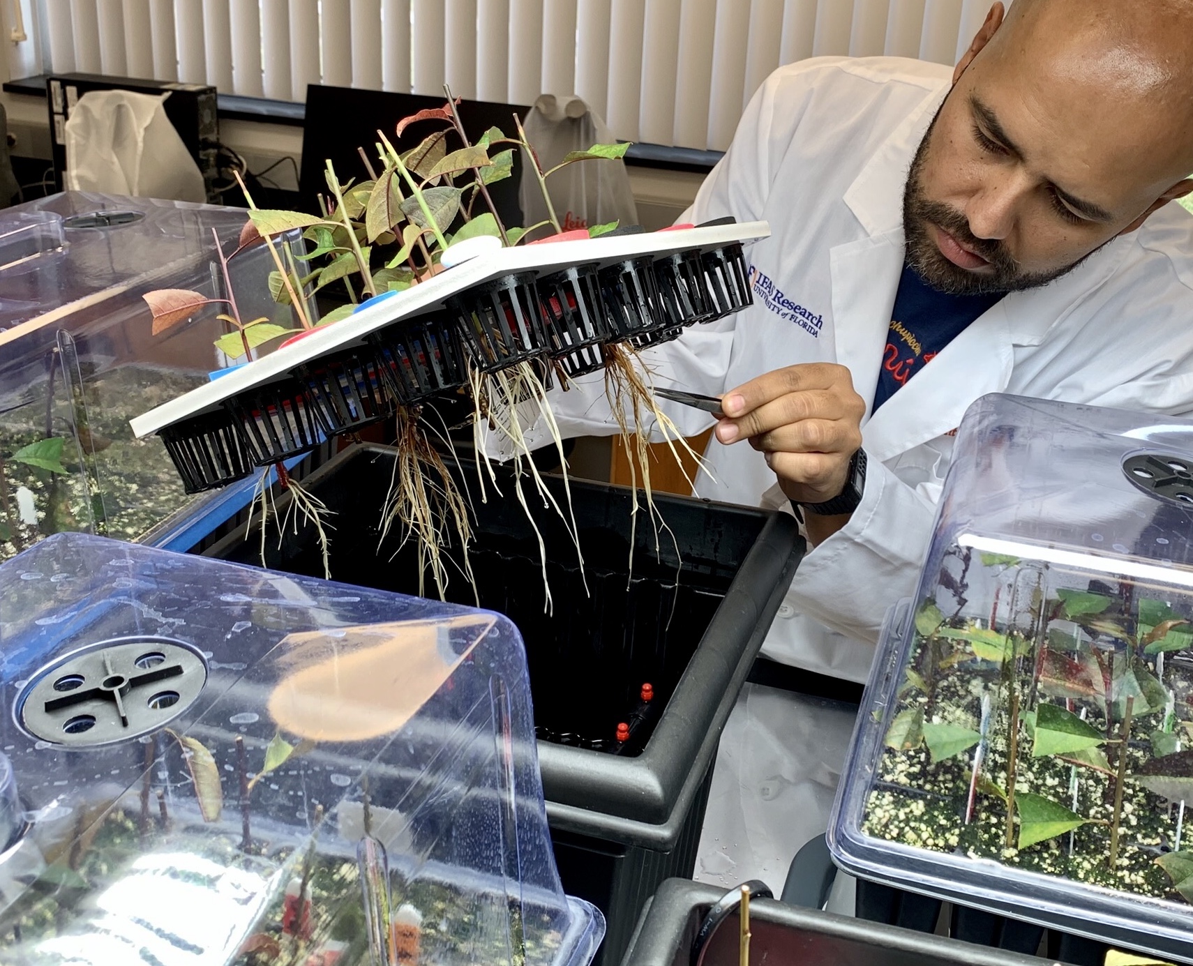 Peach rootstocks for Florida's Sweet Season - UF/IFAS Indian River ...