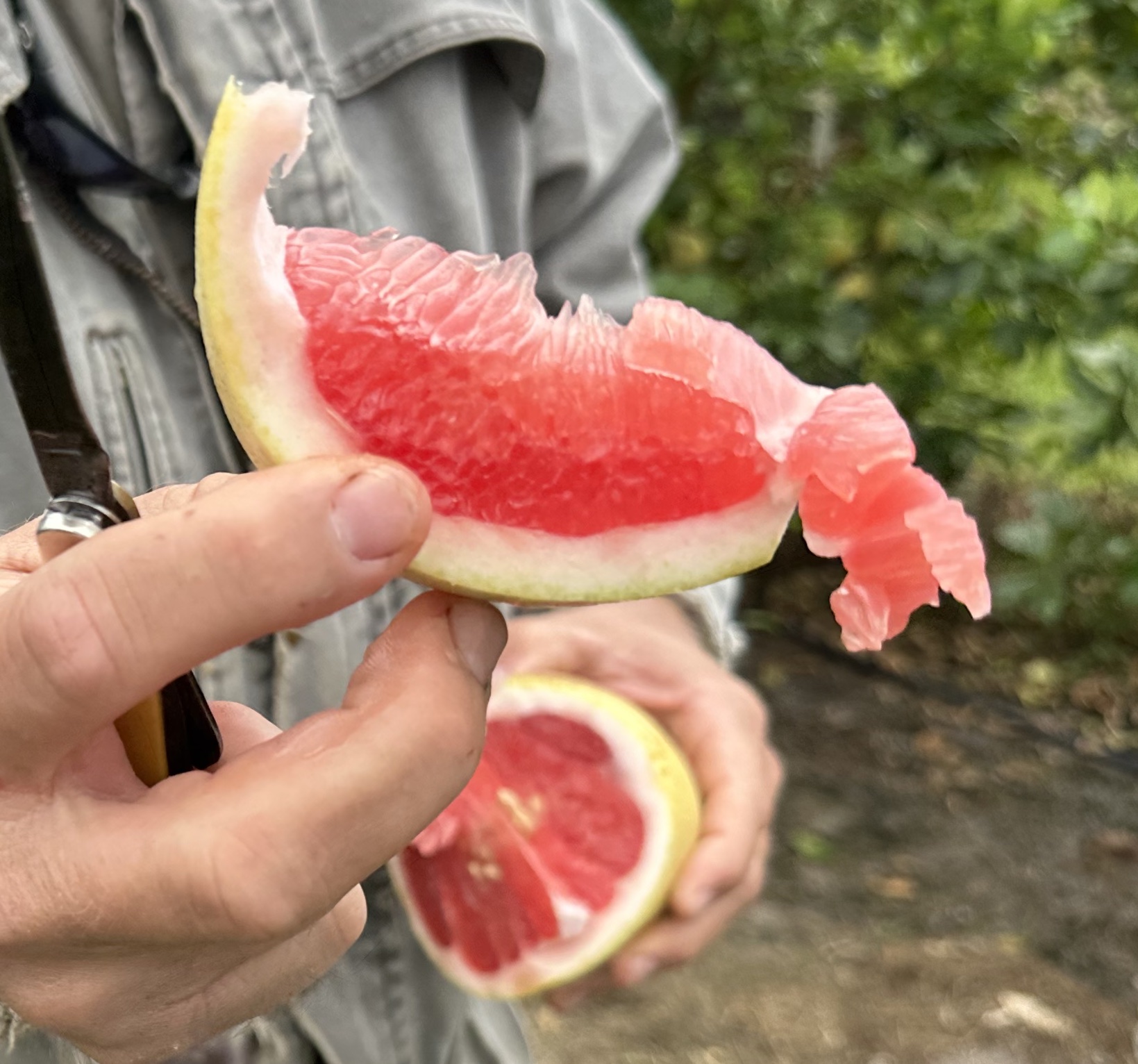 Millennium Block Field Day guided tour reveals citrus greening-tolerant ...