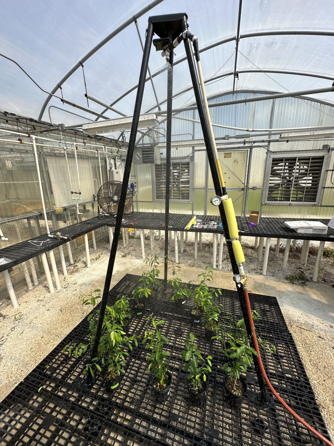 Grace Amponsah is a change agent for Ghana's women in agriculture - UF ...