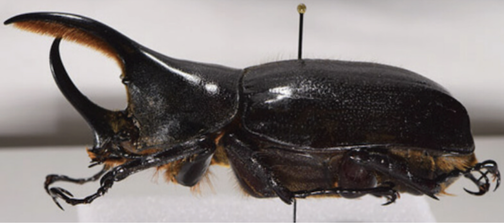 A fond farewell to our sixth IRREC Director, Dr. Ronald D. Cave - UF ...