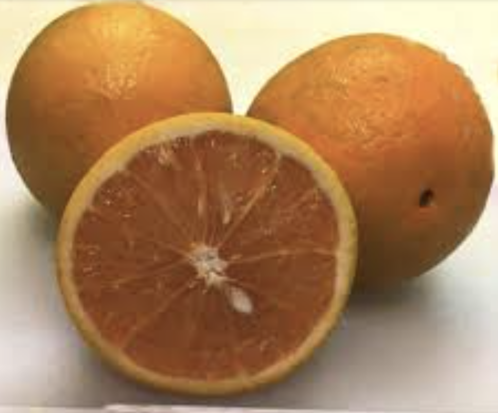 Brazilian citrus industry stakeholders visit the Indian River region's ...