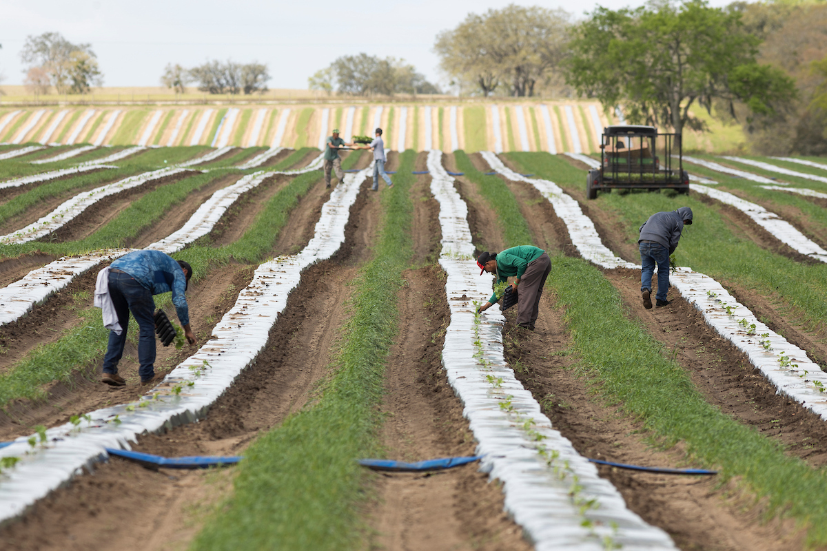 UF/IFAS Doctoral scholar investigates powdery fungal mildew on ...