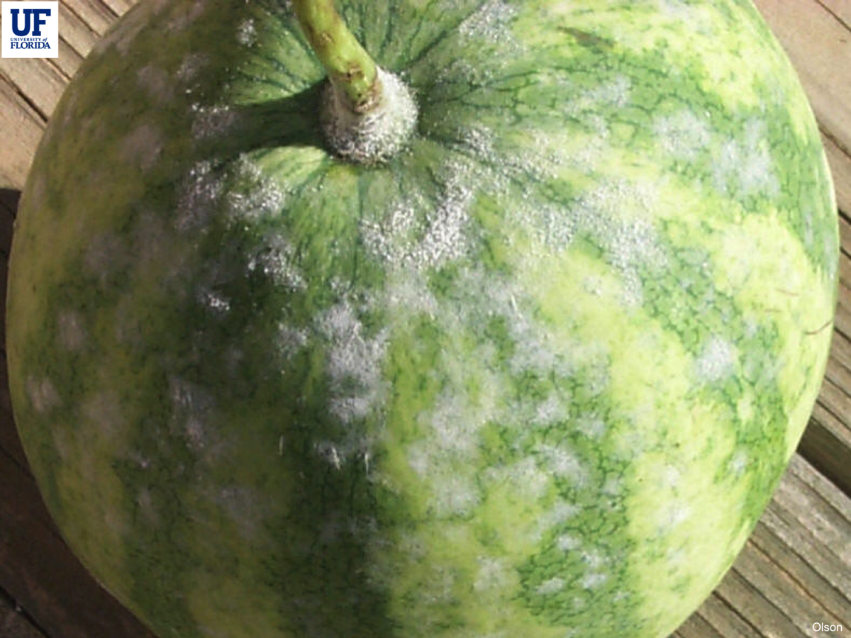 UF/IFAS Doctoral scholar investigates powdery fungal mildew on ...