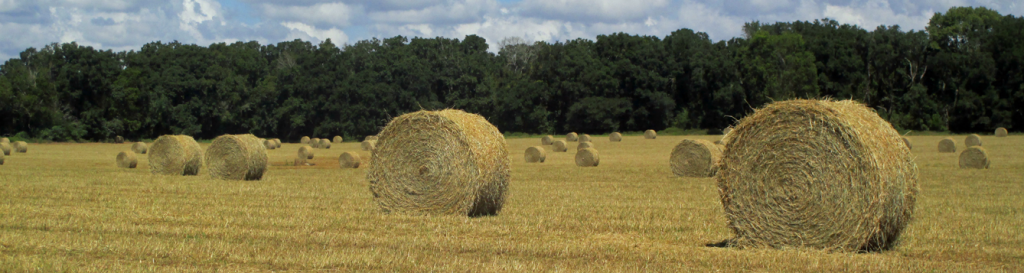 Three Florida Farms Recognized through the SE Hay Contest - UF/IFAS ...