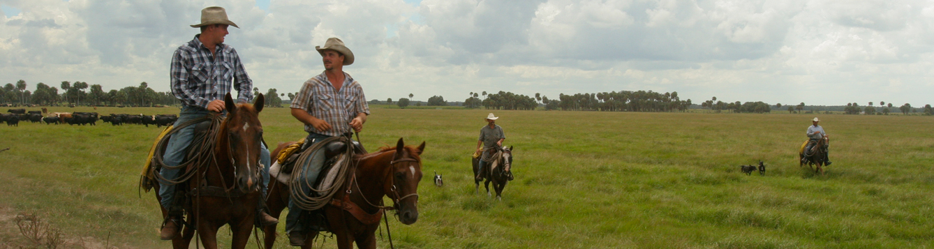 2019 Beef Conference Summary with Links to Presentations - UF/IFAS ...