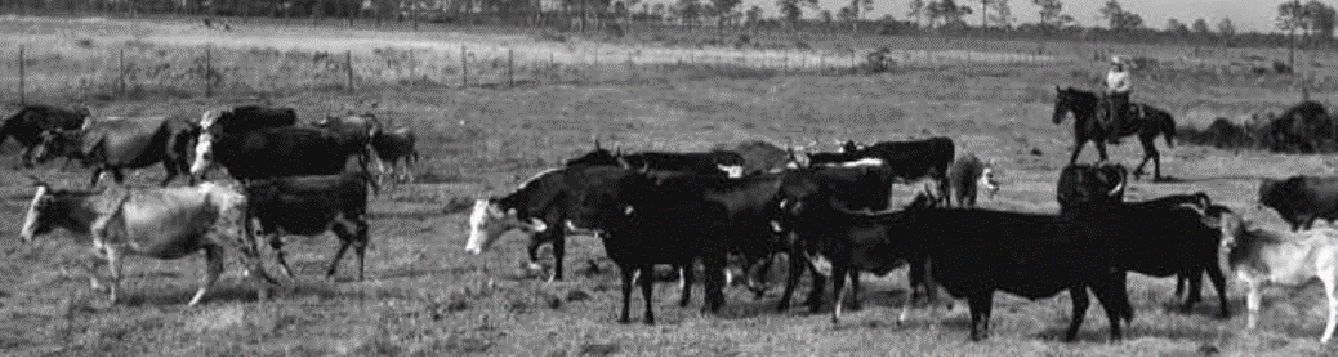 Featured Video: 500 Years of Cattle in Florida - UF/IFAS Extension ...