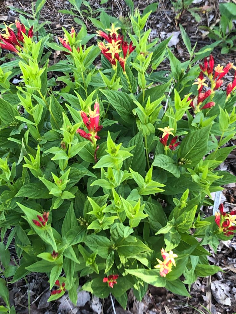 Spigelia marilandica, A Pollinator Friendly Native Plant for Northwest ...