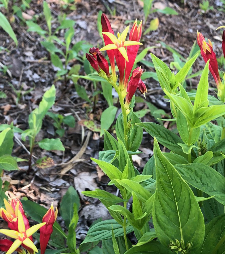 Spigelia marilandica, A Pollinator Friendly Native Plant for Northwest ...