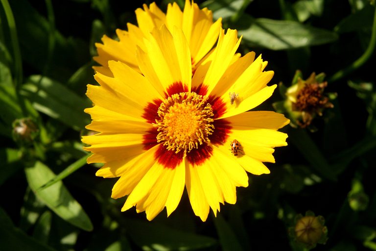 Native Florida Flowers for Native Pollinators - UF/IFAS Extension ...