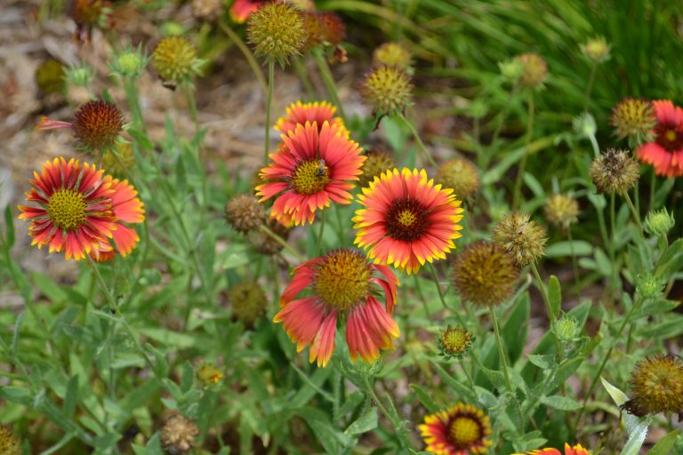 Native Florida Flowers for Native Pollinators - UF/IFAS Extension ...