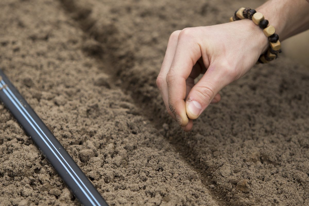 Starting Seeds: Essential Tools & Tips - UF/IFAS Extension Jackson County