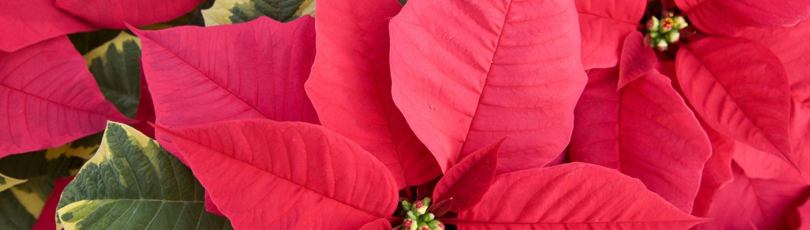 3 Creative Ways to Use Leftover Wrapping Paper - UF/IFAS Extension ...