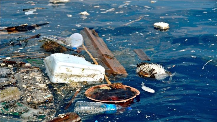 Conservation of Coral Reefs - UF/IFAS Extension Lafayette County