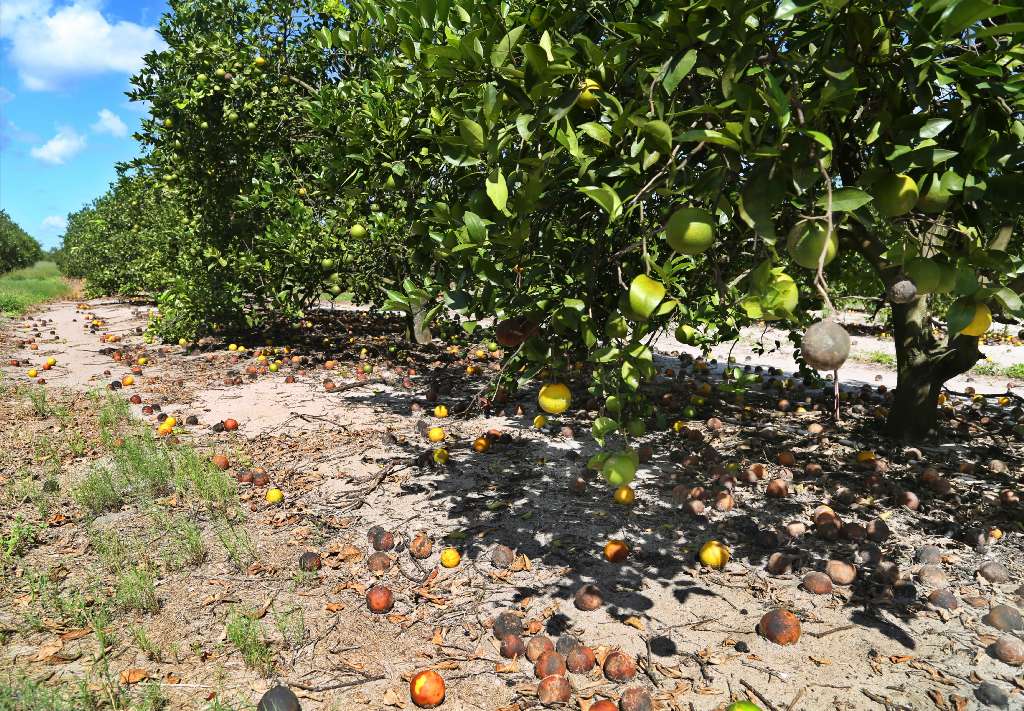 Hurricane Preparedeness for Citrus Groves - UF/IFAS Extension Lafayette ...