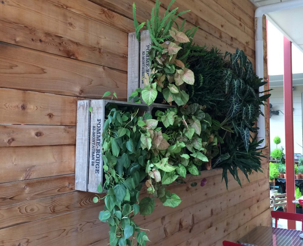 Green Walls and Other Trends for Small Gardens - UF/IFAS Extension Lake ...