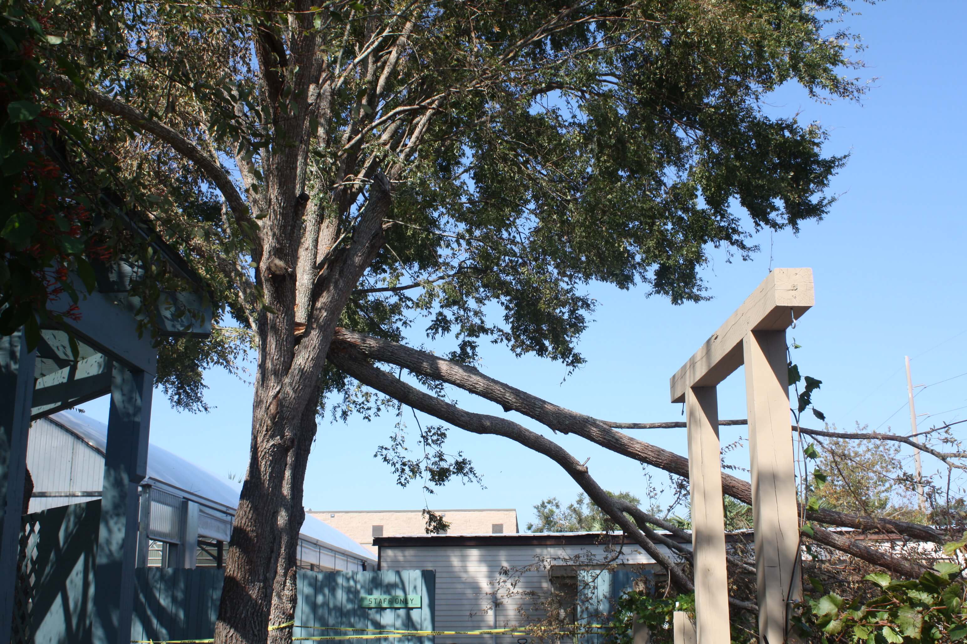 Trees After a Hurricane - UF/IFAS Extension Lake County