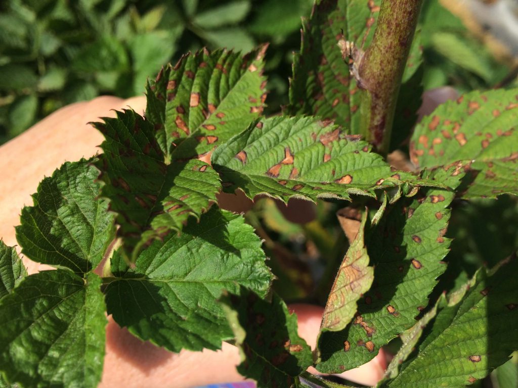 Blackberry Diseases - UF/IFAS Extension Lake County