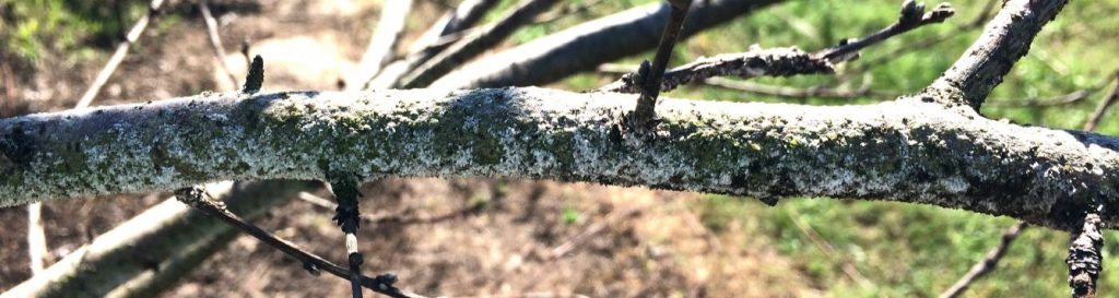 Pests & Disease Archives - UF/IFAS Extension Lake County