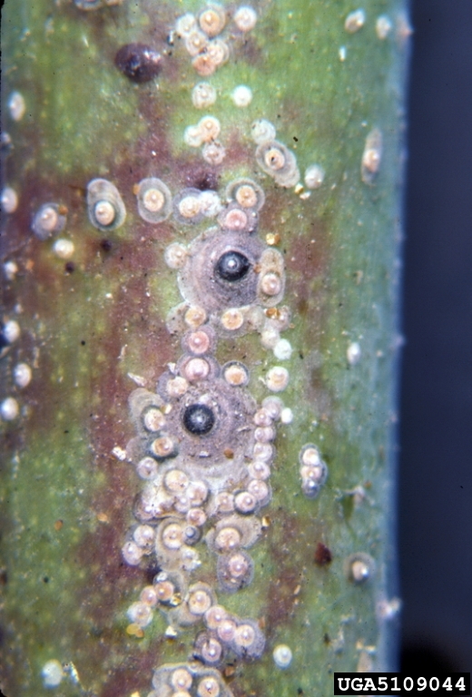 Peach Scale - UF/IFAS Extension Lake County